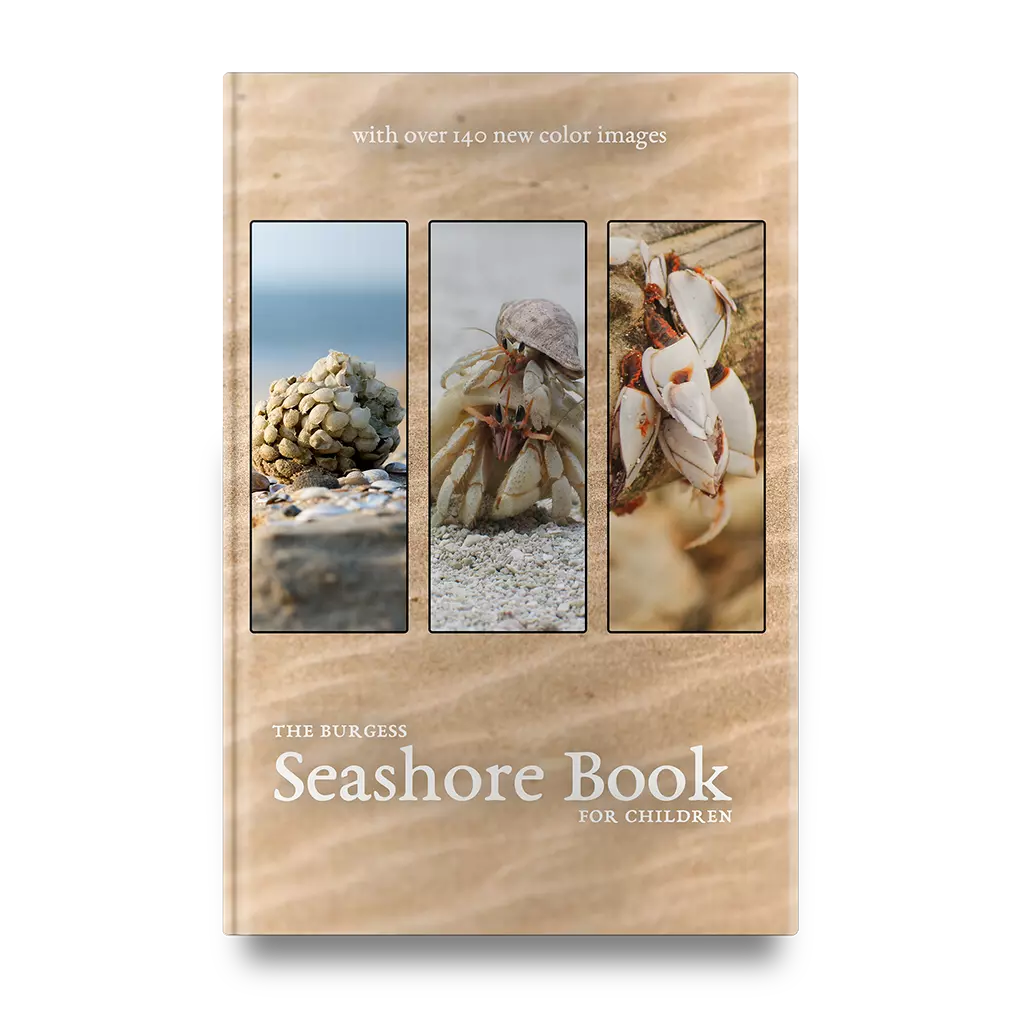 The Burgess Seashore book with new images – nature+nurture