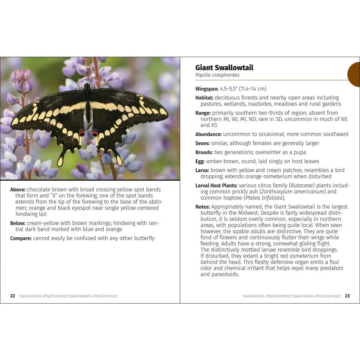 Butterflies of the Midwest Field Guide (Butterfly Identification Guide ...