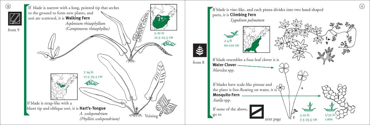 Fern Finder: A Guide to Native Ferns of Central and Northeastern US an ...