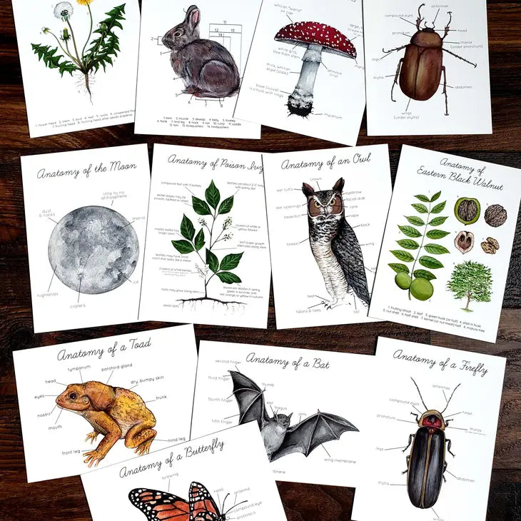 Backyard Nature Anatomy Learning Cards – nature+nurture
